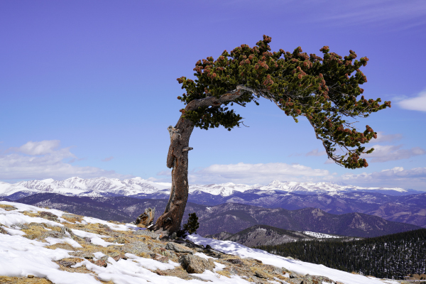 The Ancient Bristlecone Pine