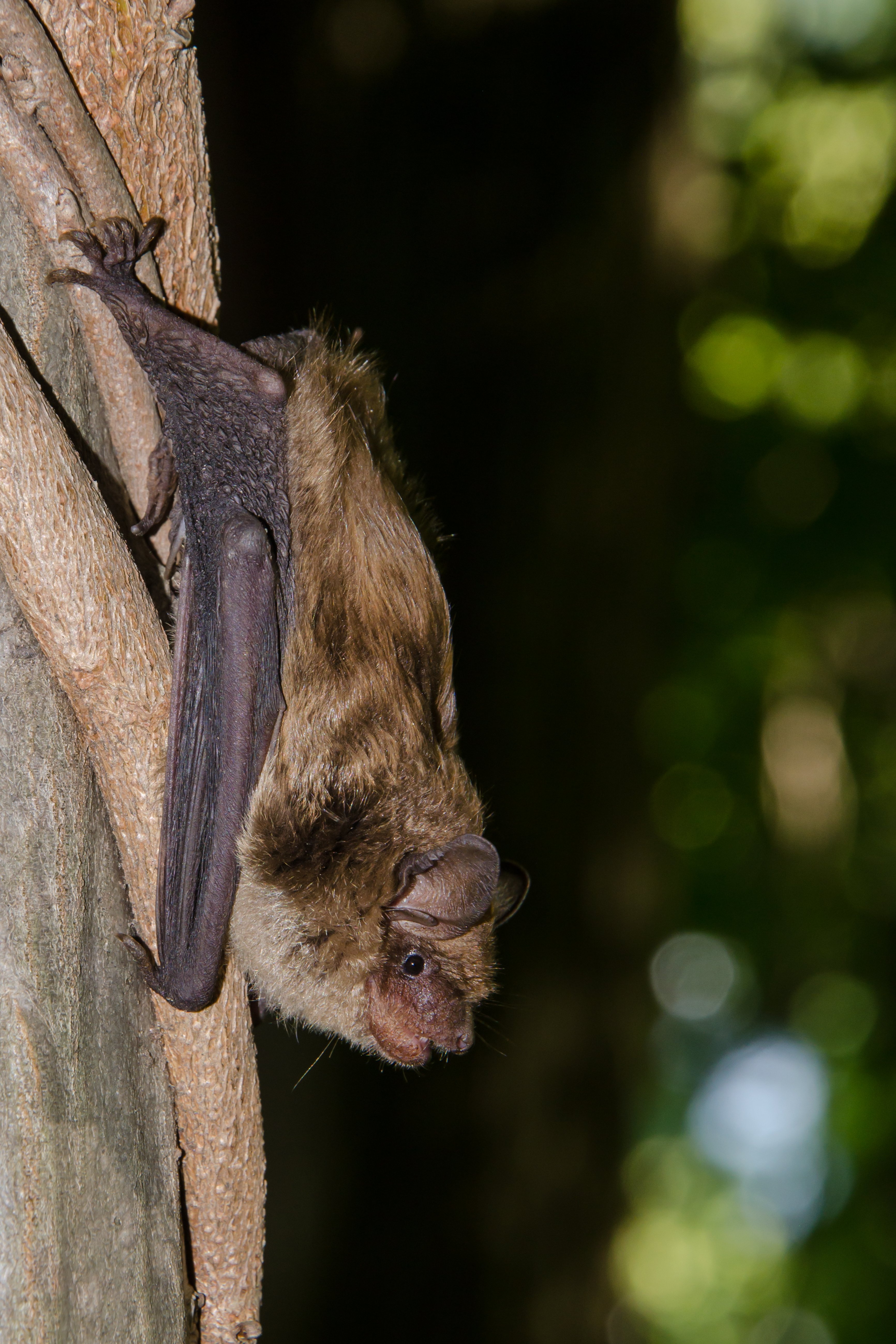 How Do Bats See with Sound?