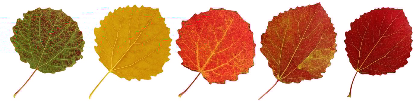 Why do Leaves Change Color in the Fall?