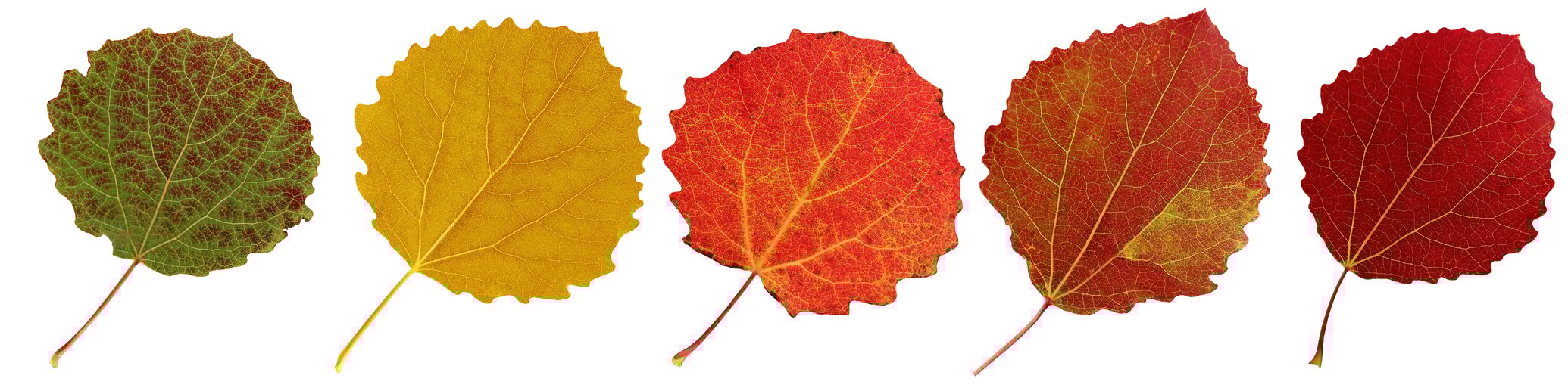 Why do Leaves Change Color in the Fall?