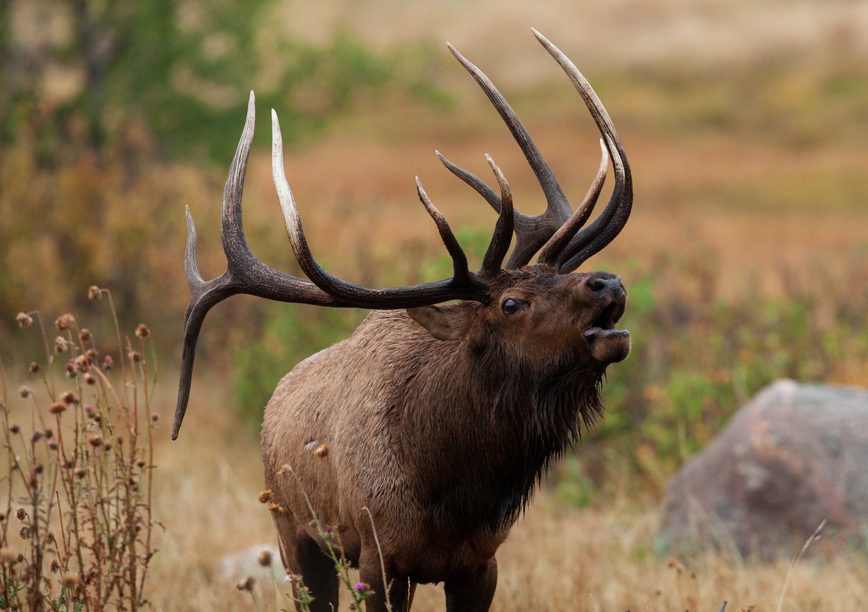 What Sound do Male Elk Make?