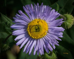 Fibonacci Sequence and the Golden Ratio in Nature!