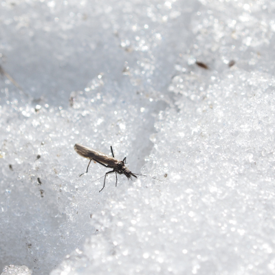 Where Are Our Insects in Winter?