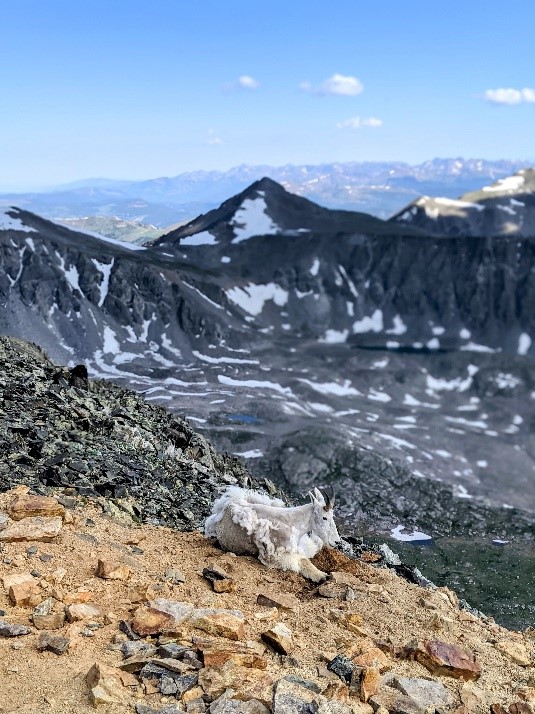 Cliff Hangers: How do animals live on cliffs?