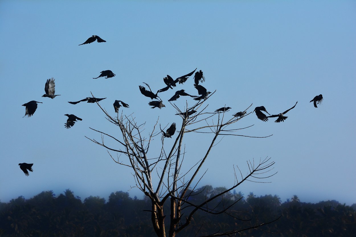 What is a "Murder" of Crows?