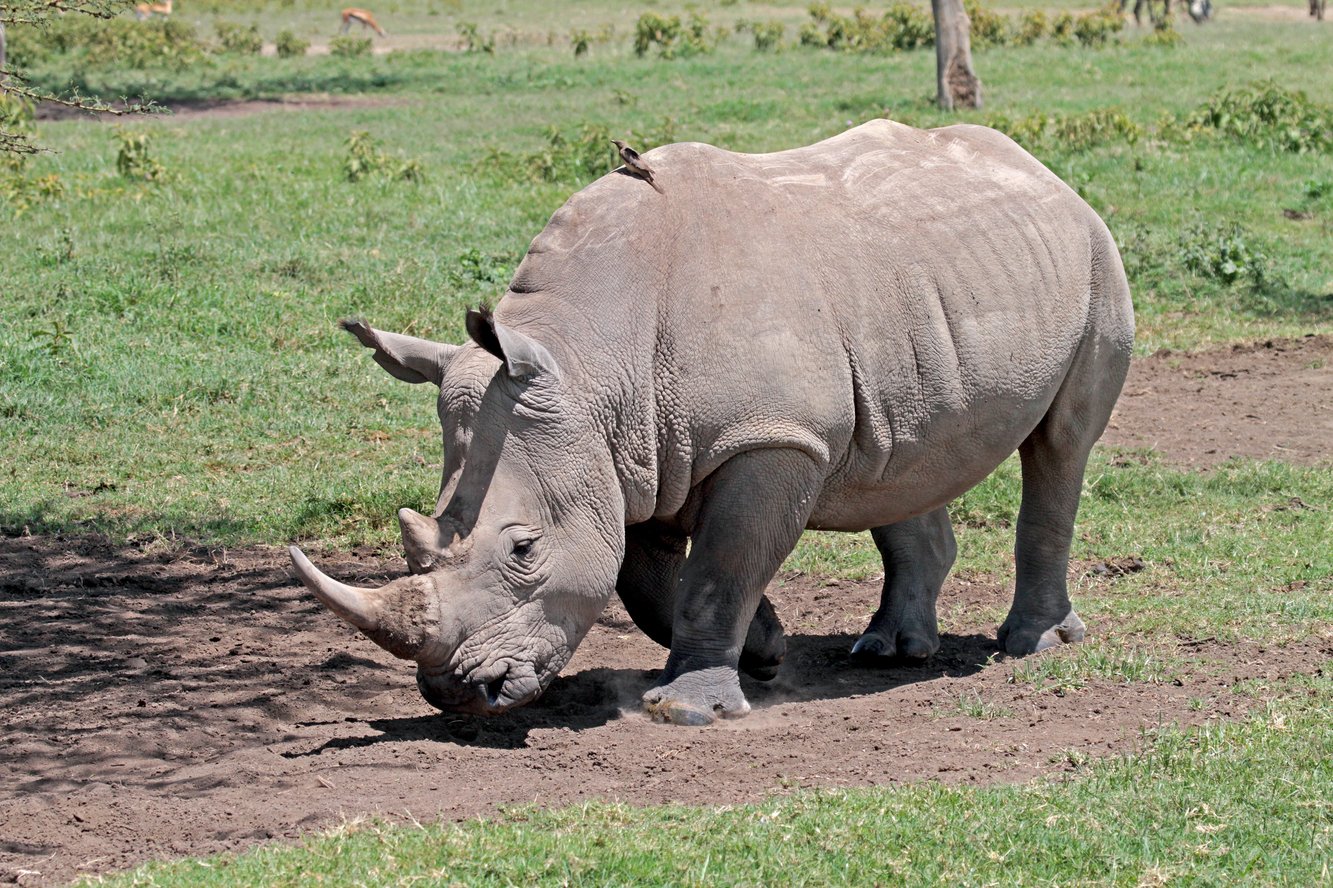 White Rhinoceros Fighting Extinction: Preservation vs Revival
