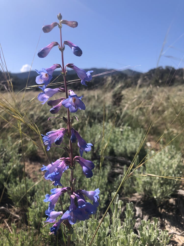 Harrington’s Penstemon is a Gem in Eagle County’s Wildflower Crown