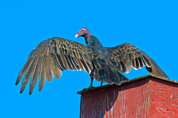 Why do Vultures Self Defense Vomit?