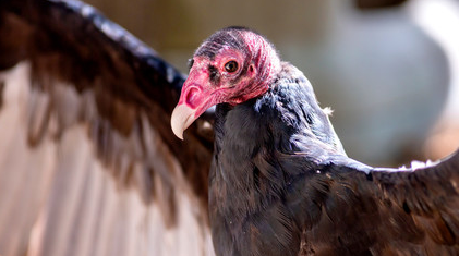 Why do Vultures Self Defense Vomit?