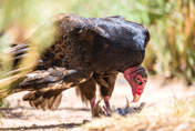 Why do Vultures Self Defense Vomit?