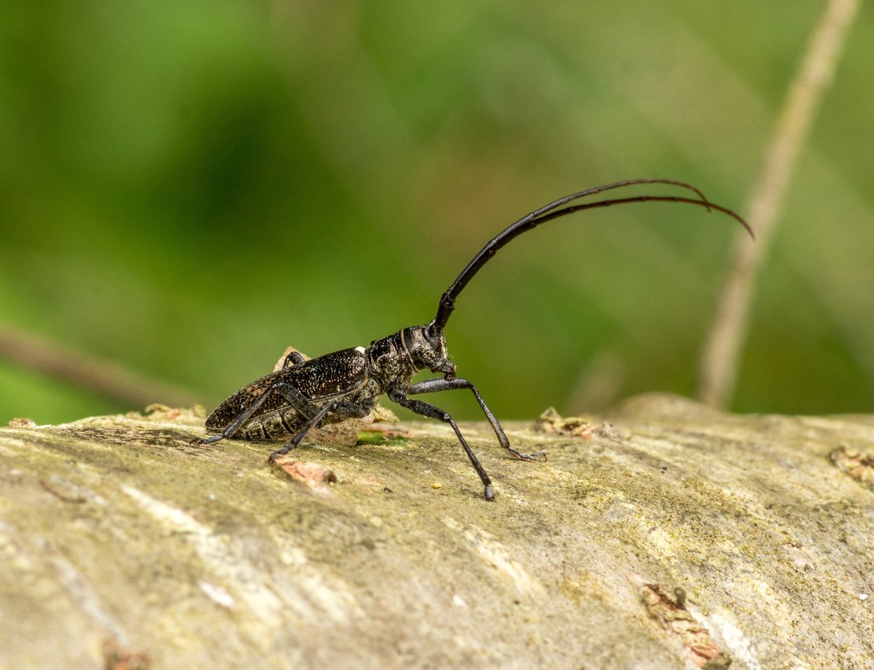 Guide to Exploring and Identifying Colorado Bugs