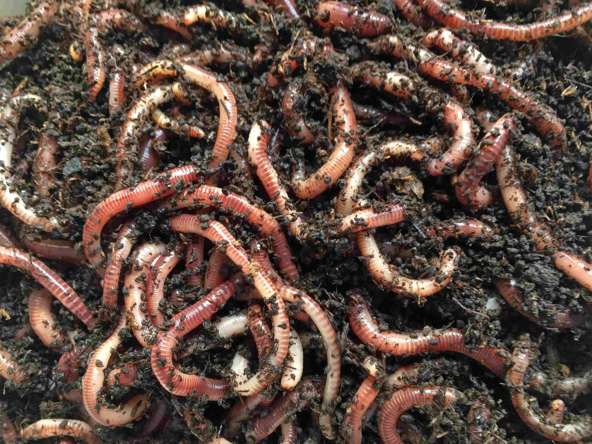 Worms of Colorado: The Good, the Bad and the Strange