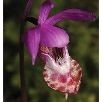 Colorado’s Rarest Treasures: Wild Orchids