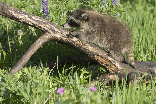 The Rascally Raccoon - Live Fast, Eat Trash