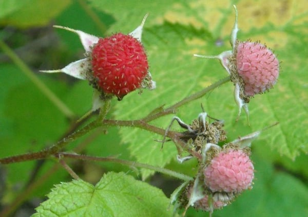 Behold! Bountiful Edible Berries in Colorado