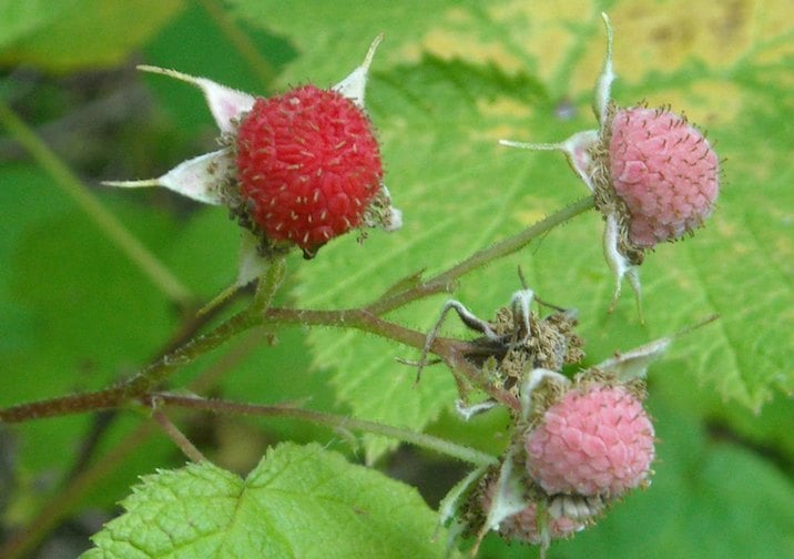 Behold! Bountiful Edible Berries in Colorado