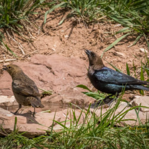 Are You My Mother? The Brown Headed Cowbird