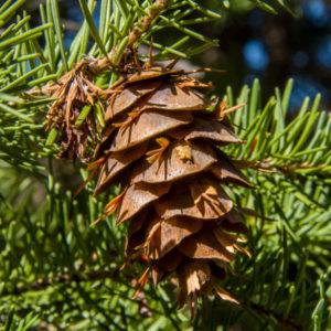 Conifers