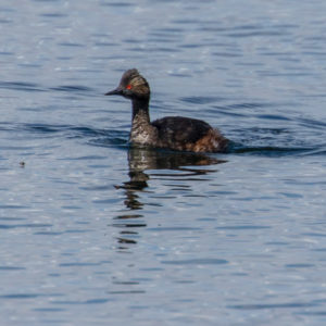 What is a Grebe?