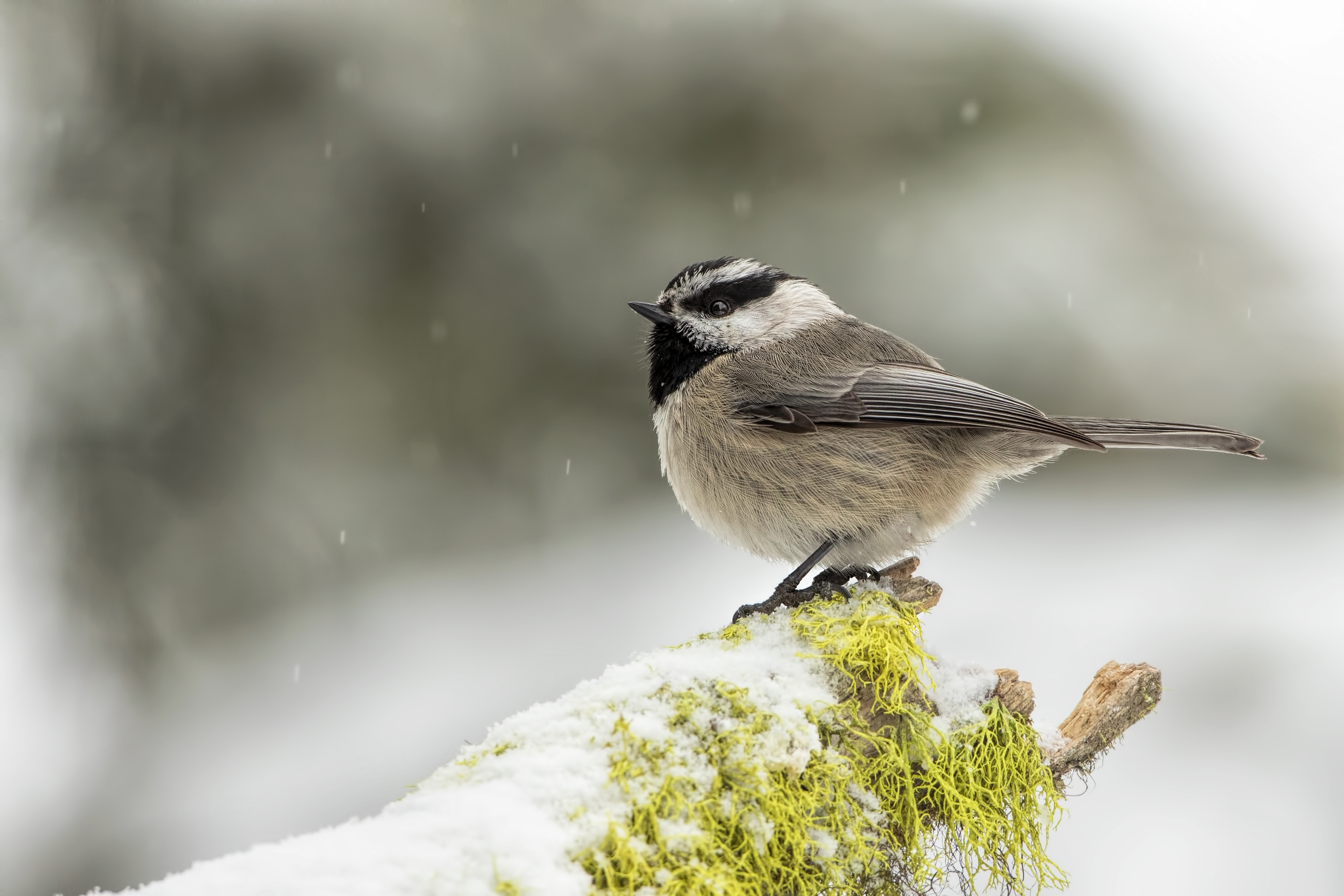 Why do Chickadee Brains Shrink in Early Spring?