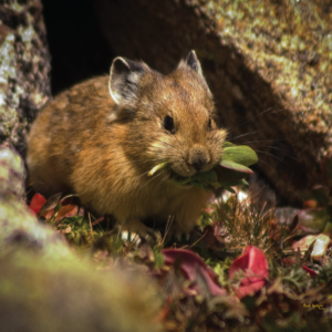 How Animals Prepare for Winter