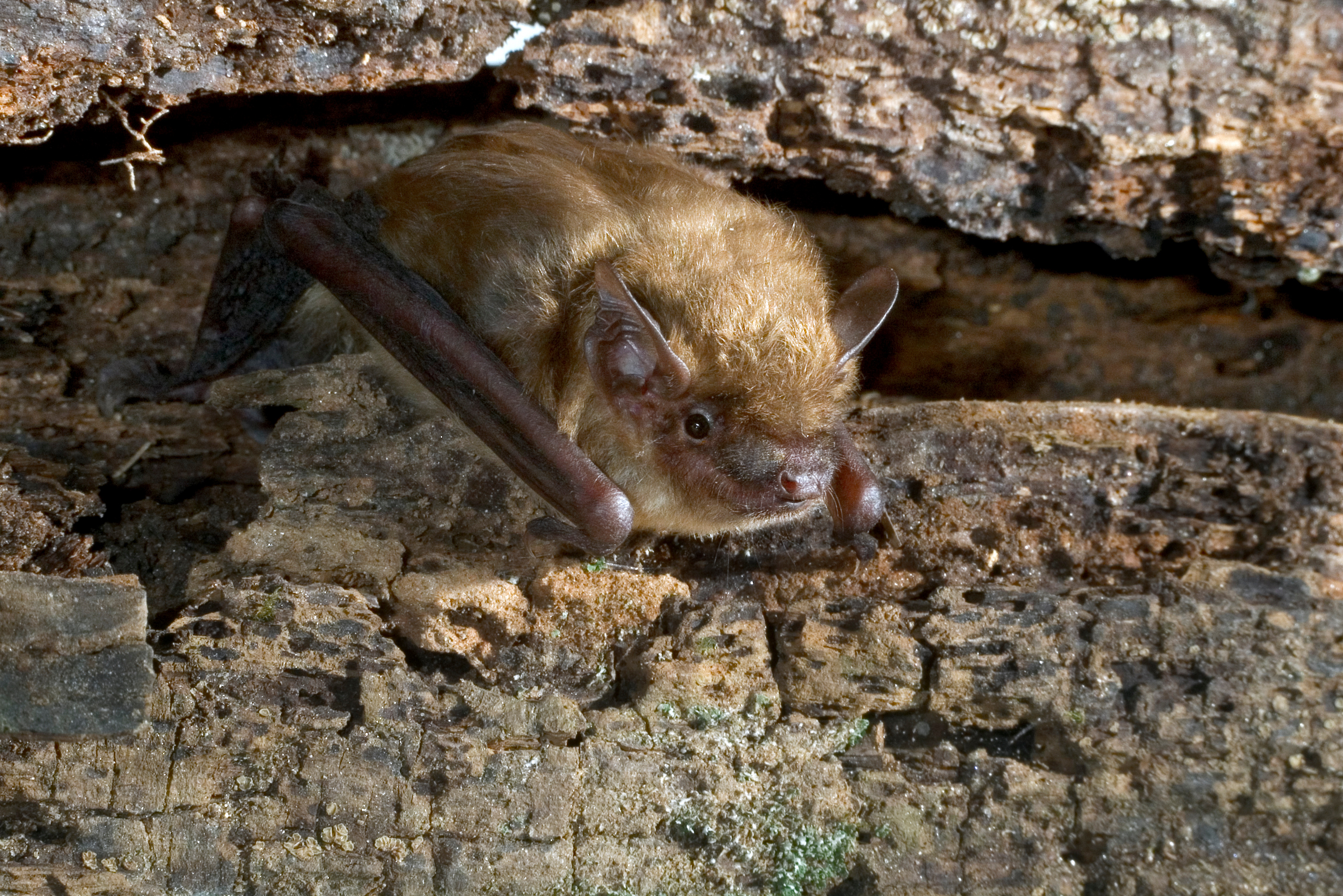 How Do Bats See with Sound?