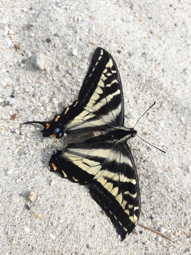 The Colorful Life of Colorado’s Butterflies