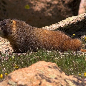 Nice Marmot! Yellow Bellied Marmot in Colorado