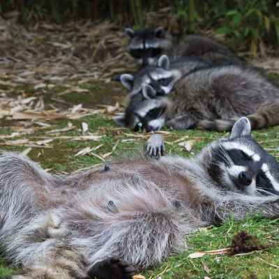 The Rascally Raccoon - Live Fast, Eat Trash